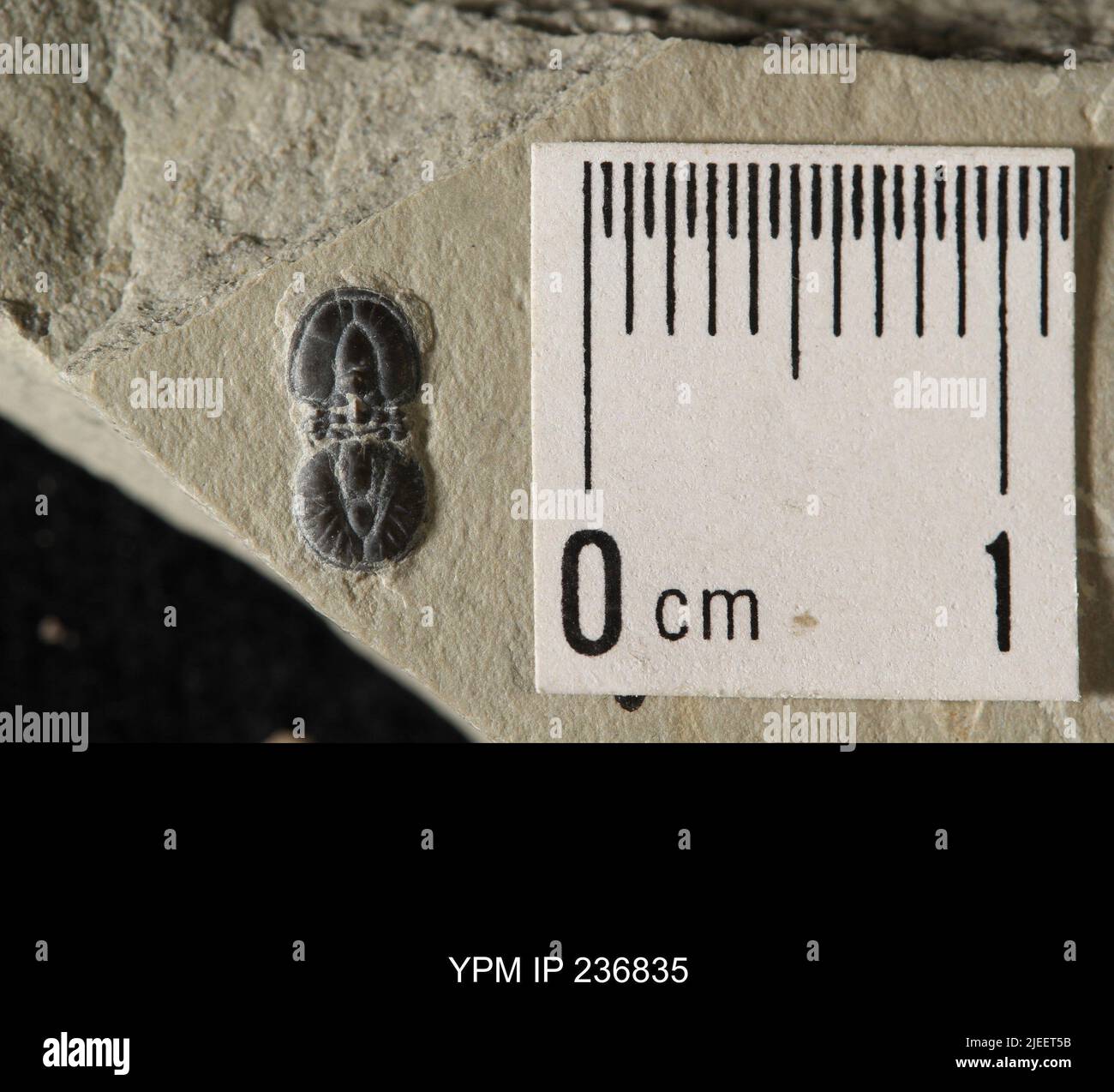 Agnostida hi-res stock photography and images - Alamy