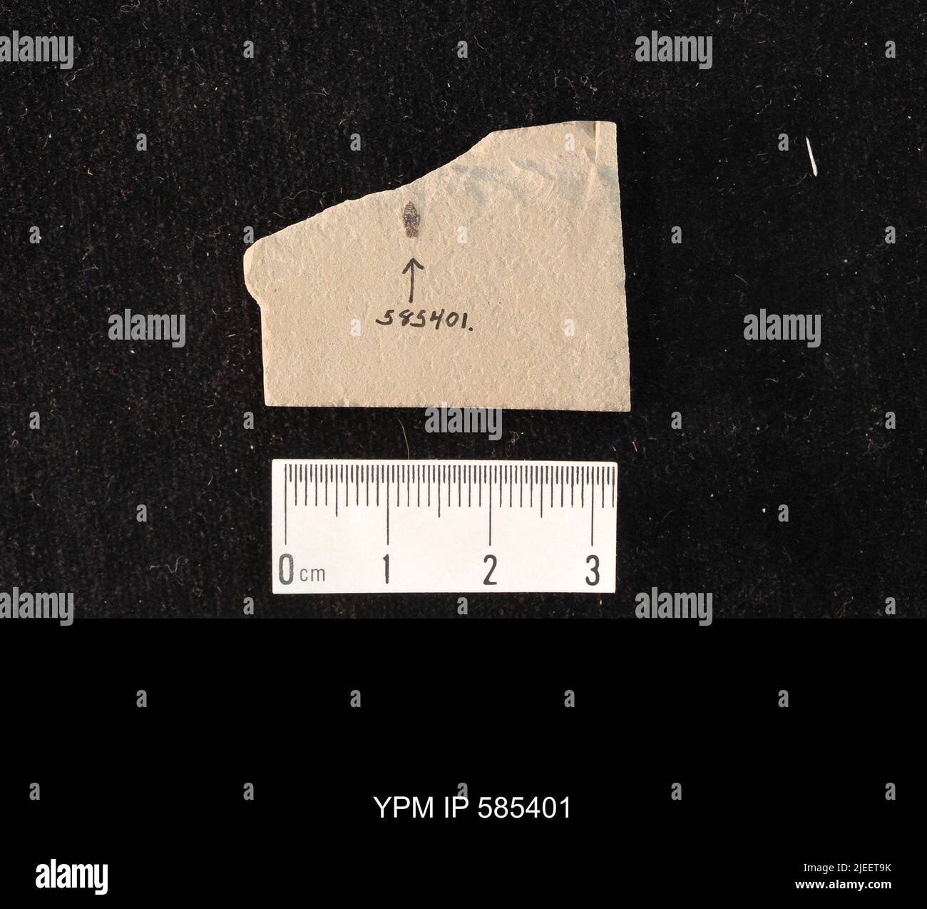 Silphidae hi-res stock photography and images - Alamy