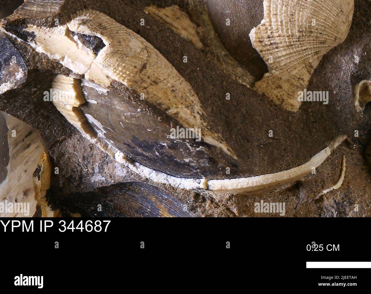 Undet bivalvia animalia hi-res stock photography and images - Alamy