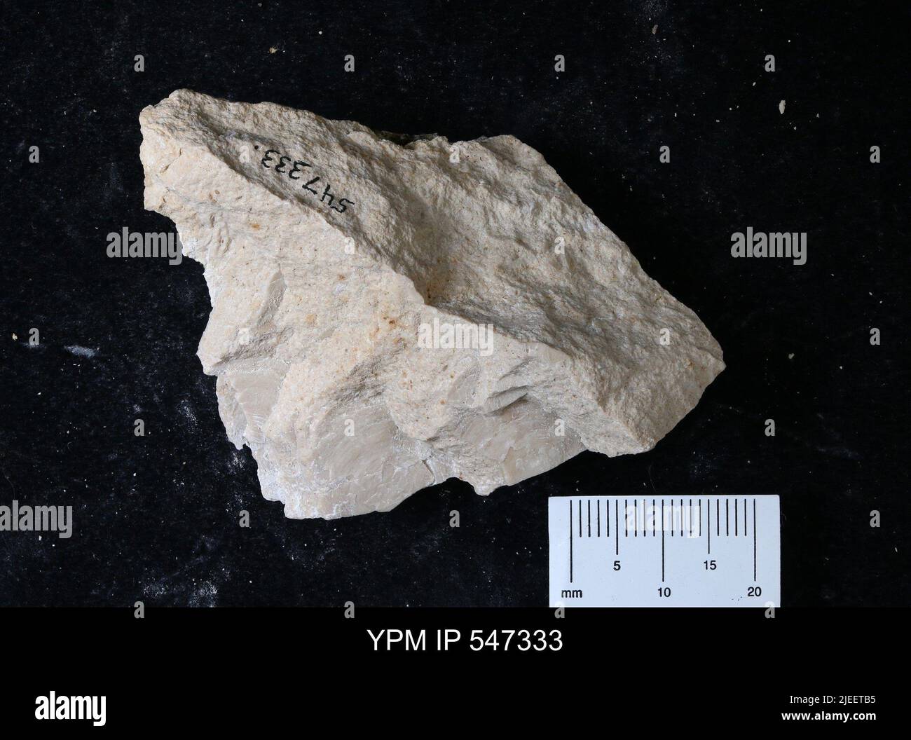 Foraminifera forams hi-res stock photography and images - Alamy