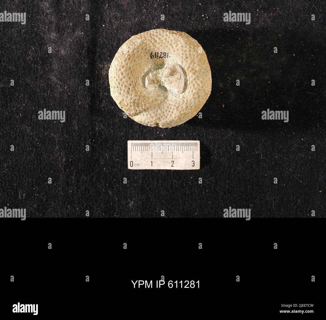 Receptaculitida hi-res stock photography and images - Alamy