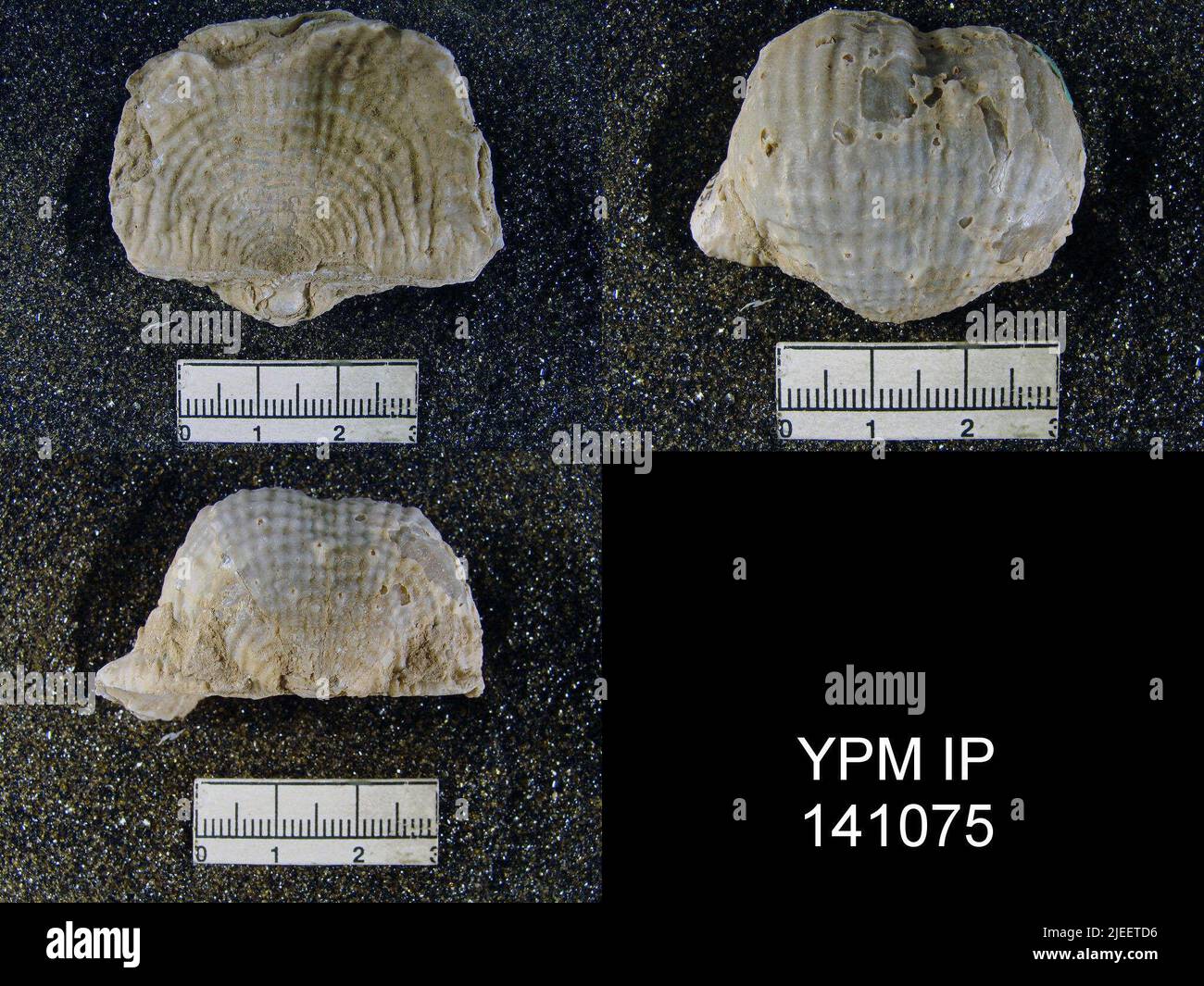 Productus (Dictyoclostus) indicus Stock Photo - Alamy