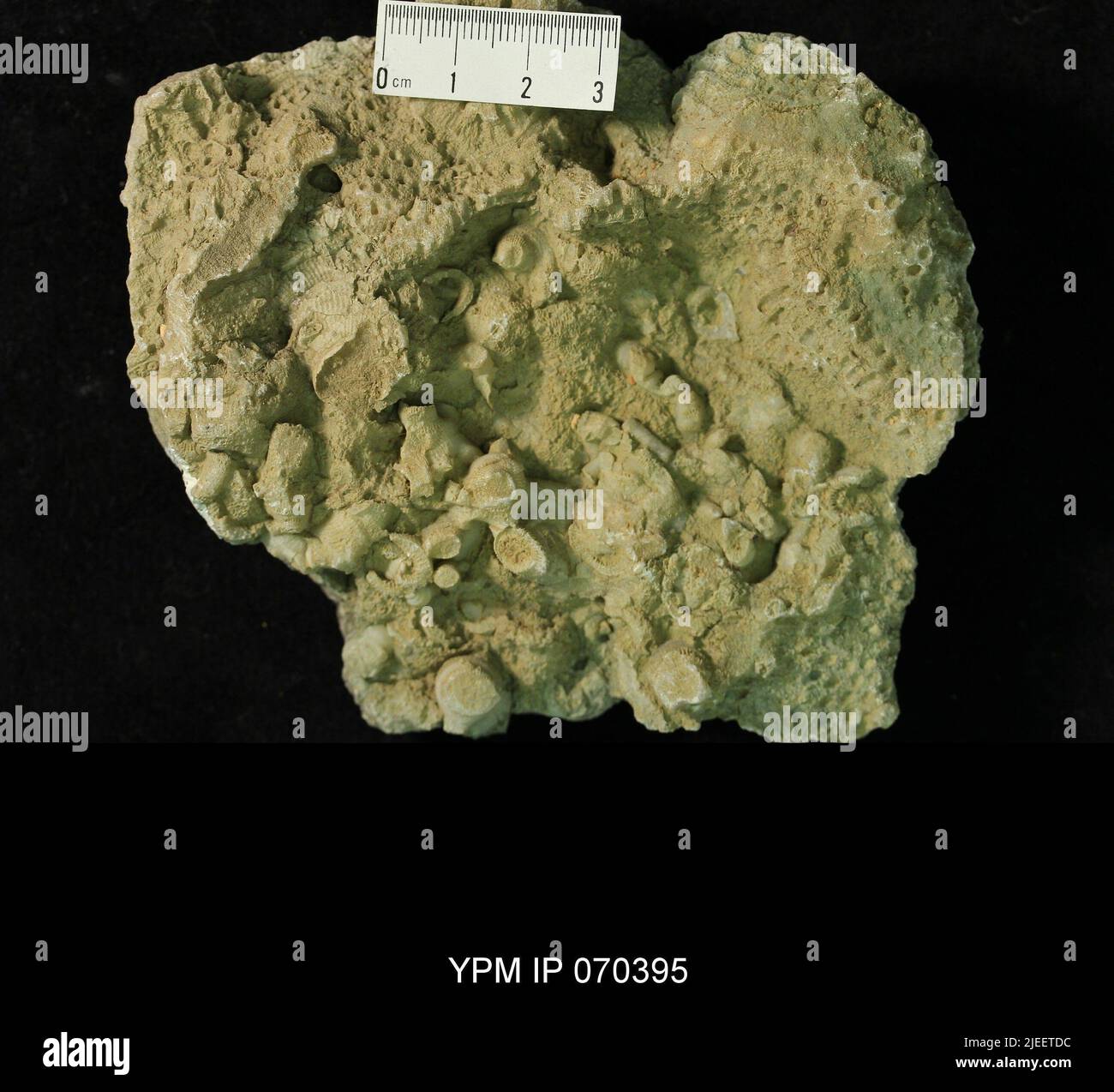 Heliolites spongiosus foerste hi-res stock photography and images - Alamy