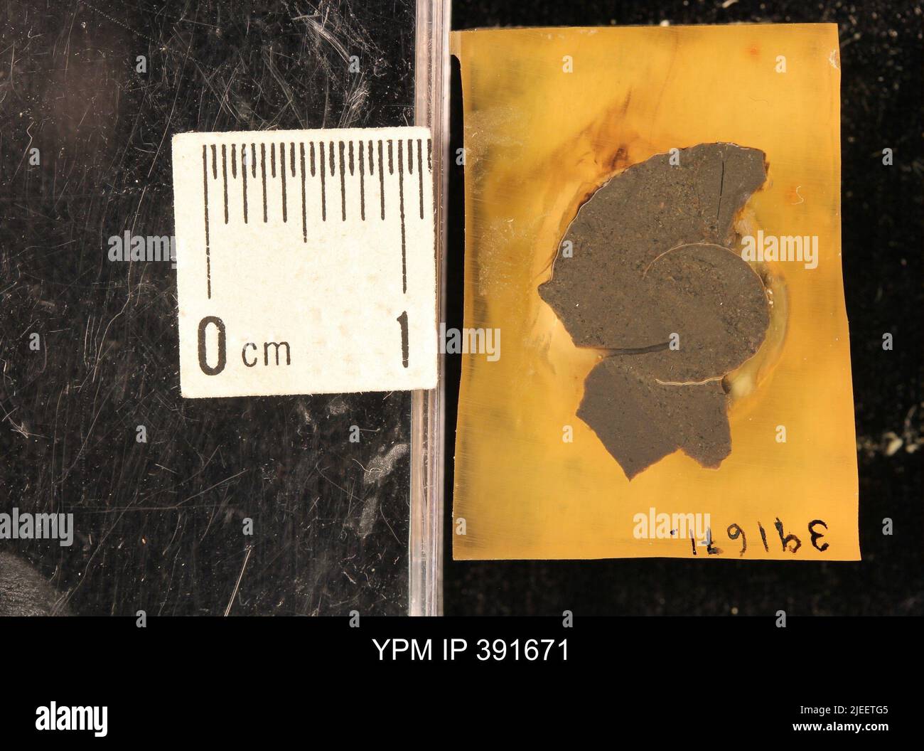 Ammonite diversity hi-res stock photography and images - Alamy