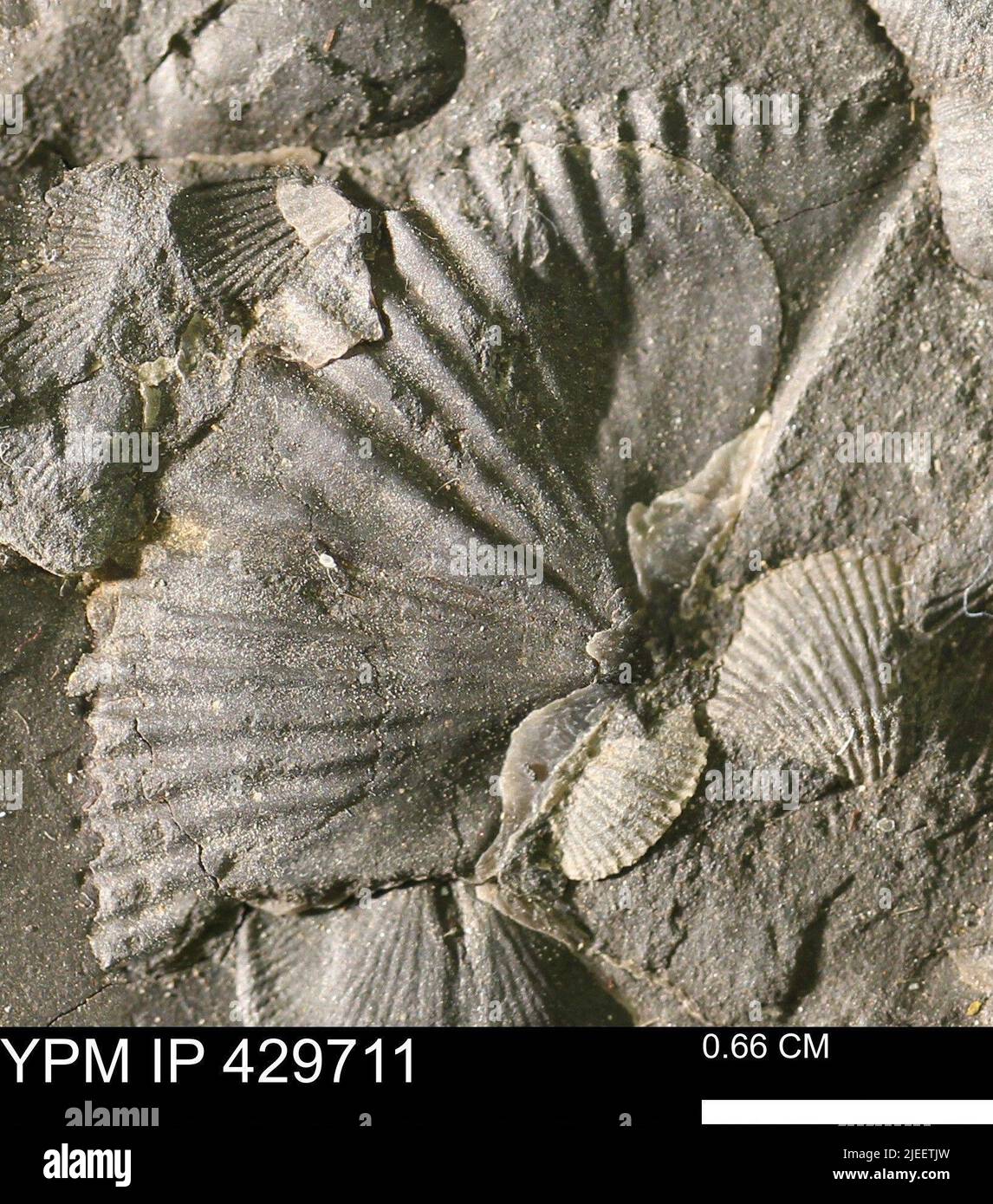 Fossil spiriferida brachiopod hi-res stock photography and images - Alamy