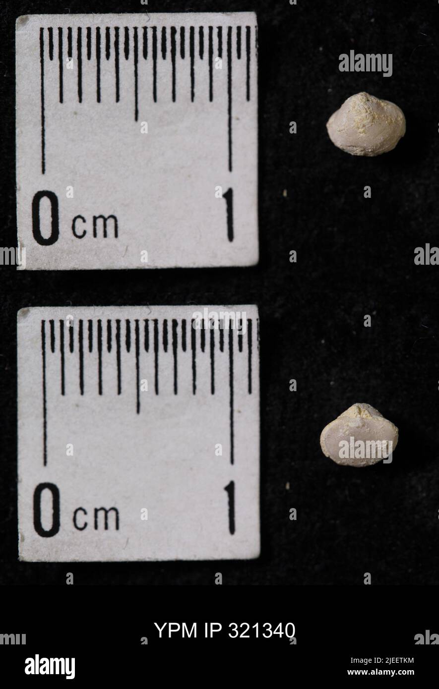 Umbonate hi-res stock photography and images - Alamy