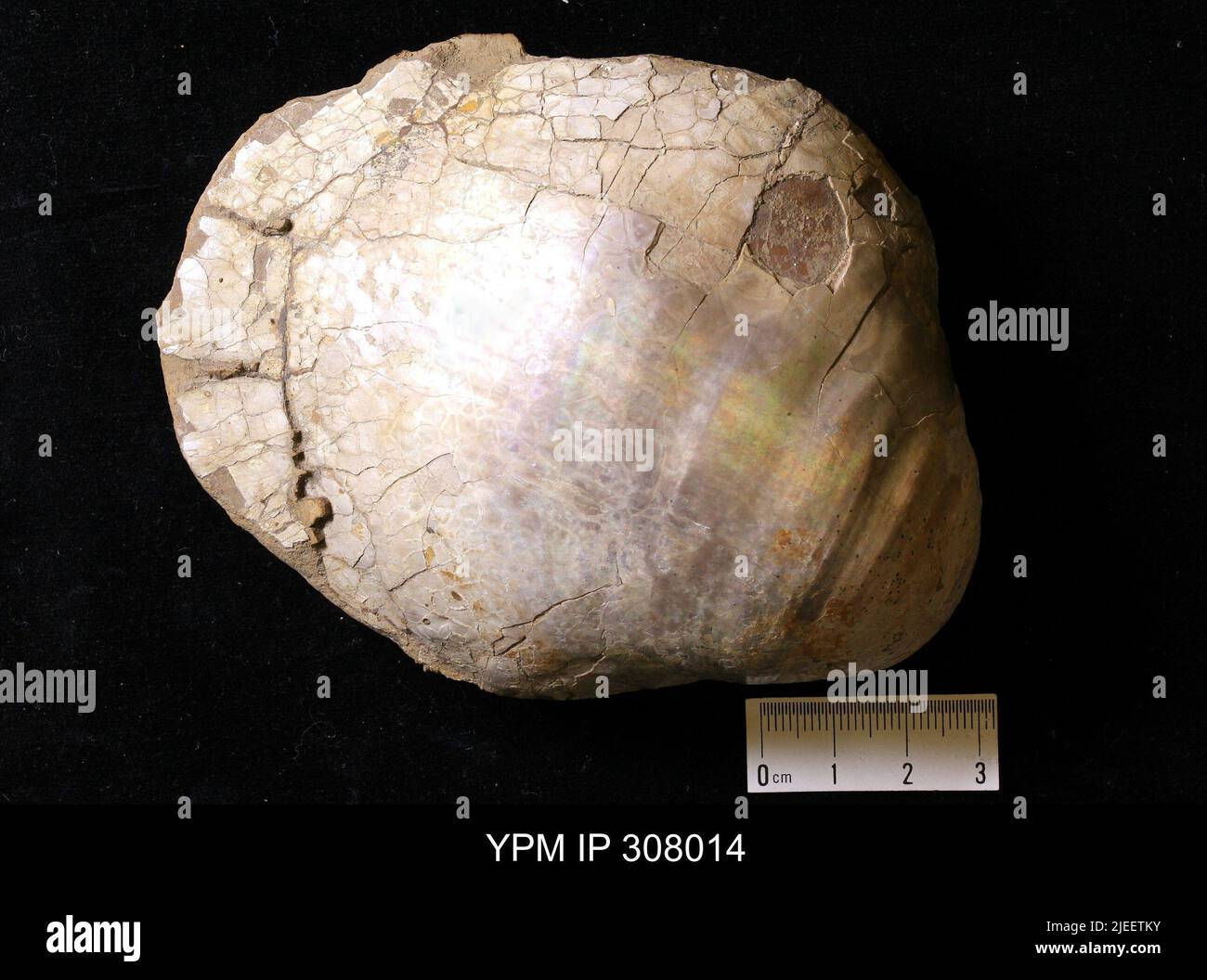 Inoceramus sp animalia hi-res stock photography and images - Alamy