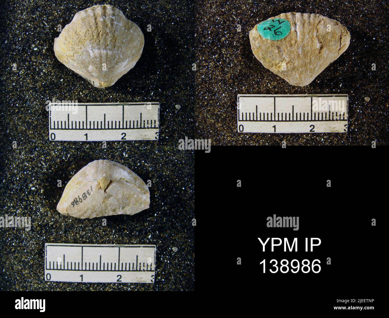 Camarophoria purdoni Davidson, 1862 Stock Photo - Alamy