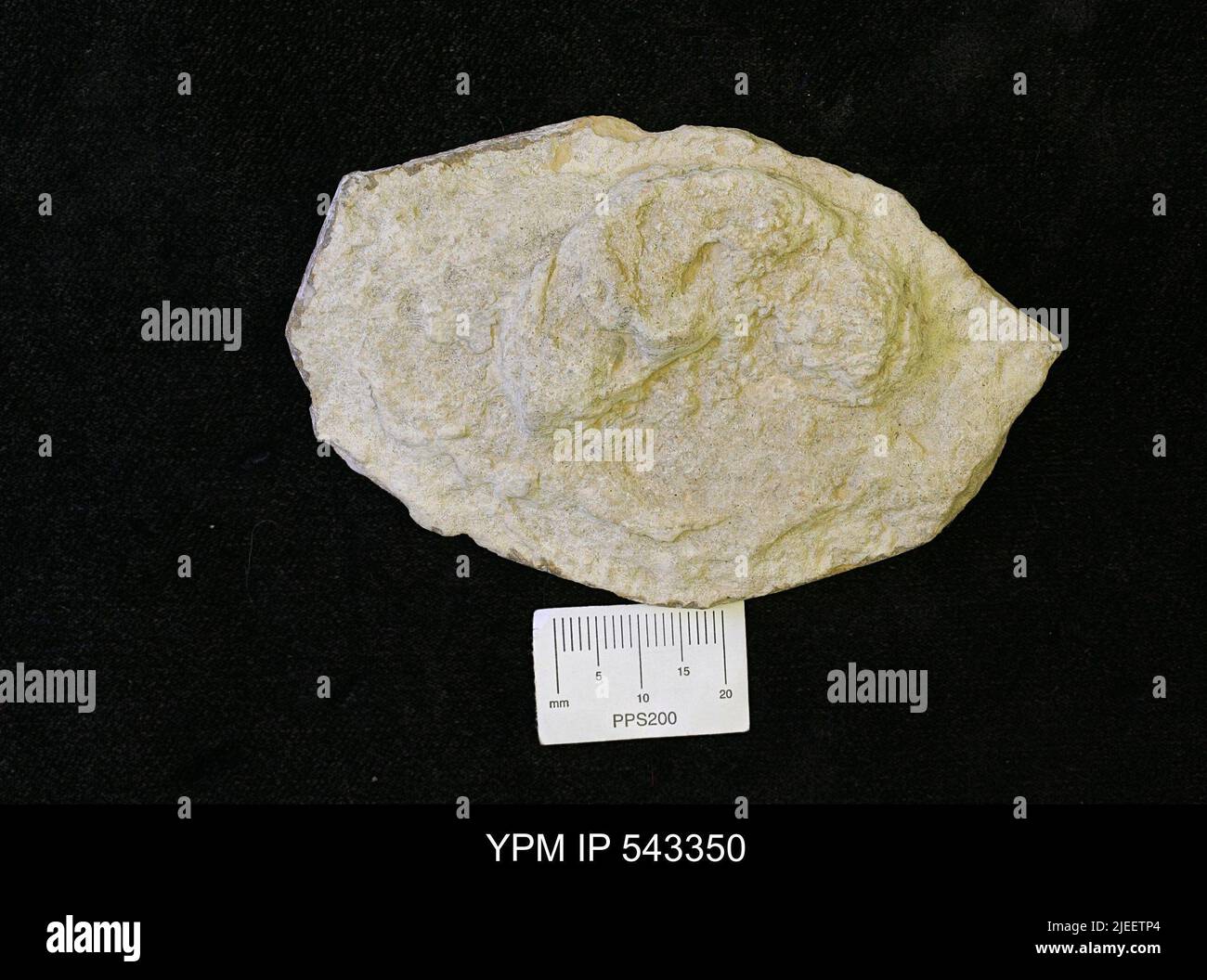 cf. Nereites missourensis Stock Photo - Alamy