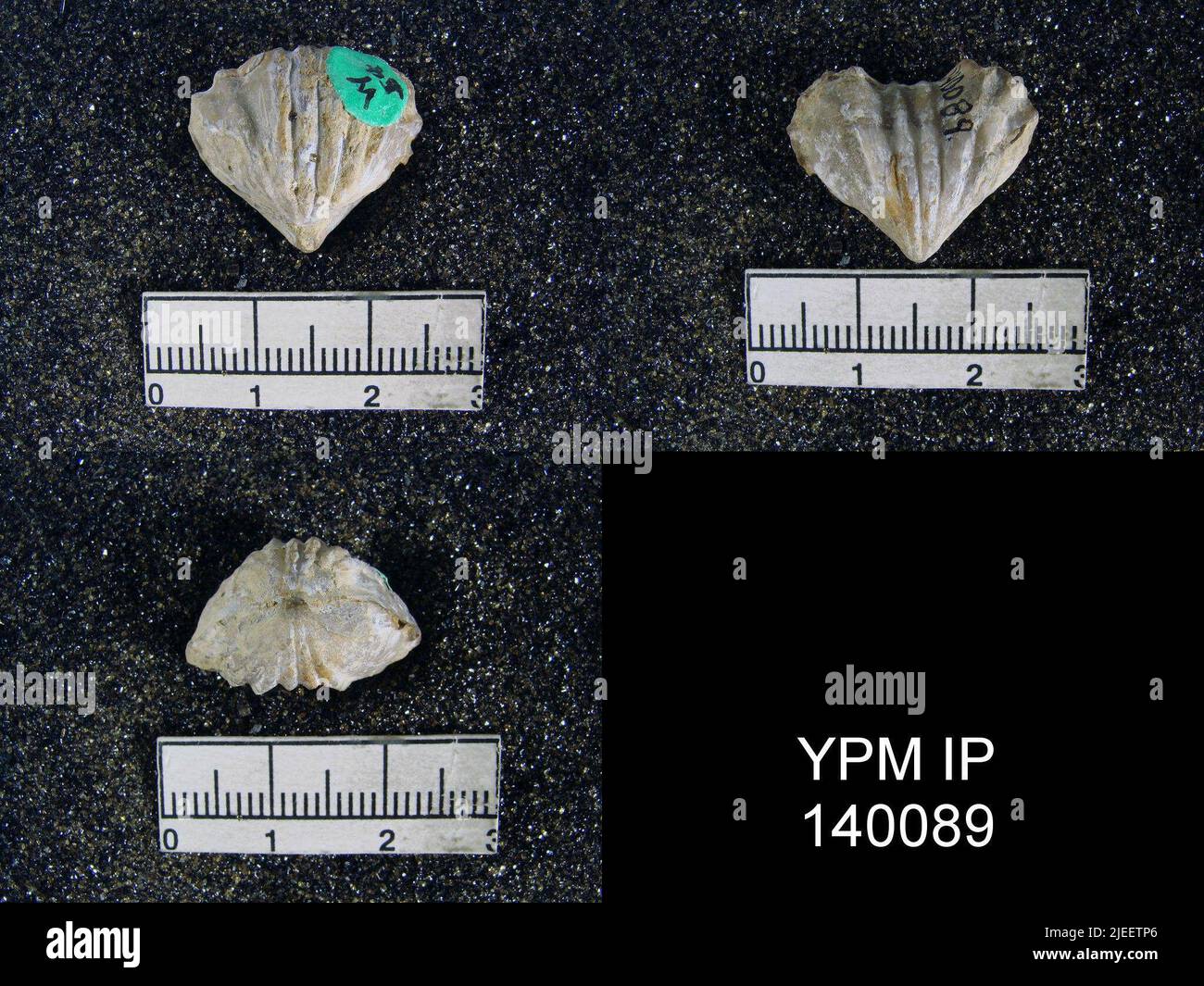 Rhynchonella hi-res stock photography and images - Alamy
