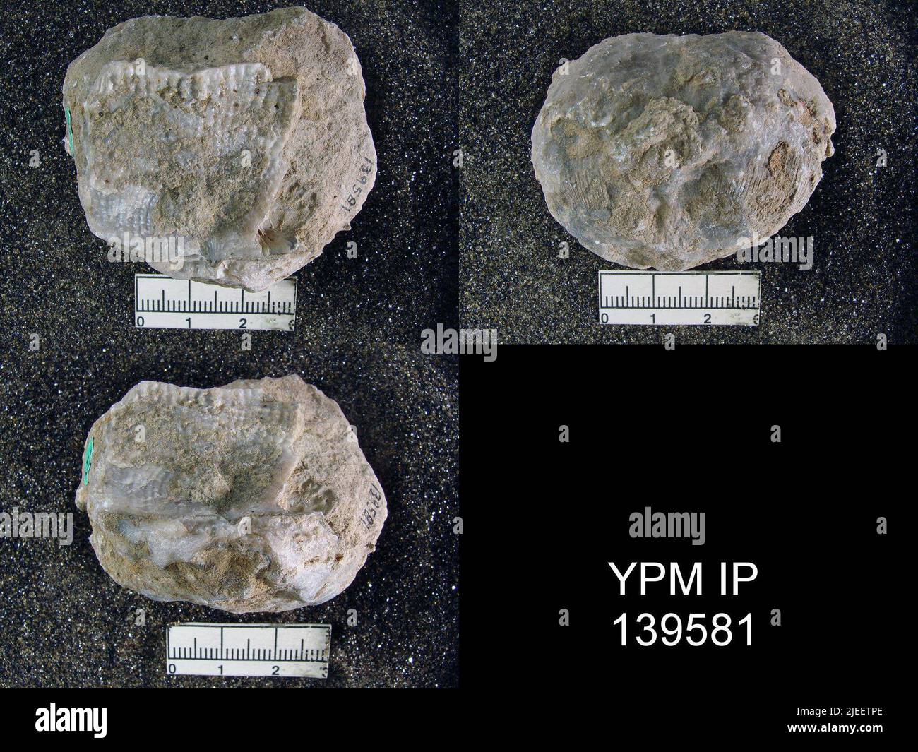 Productus (Dictyoclostus) indicus Stock Photo - Alamy