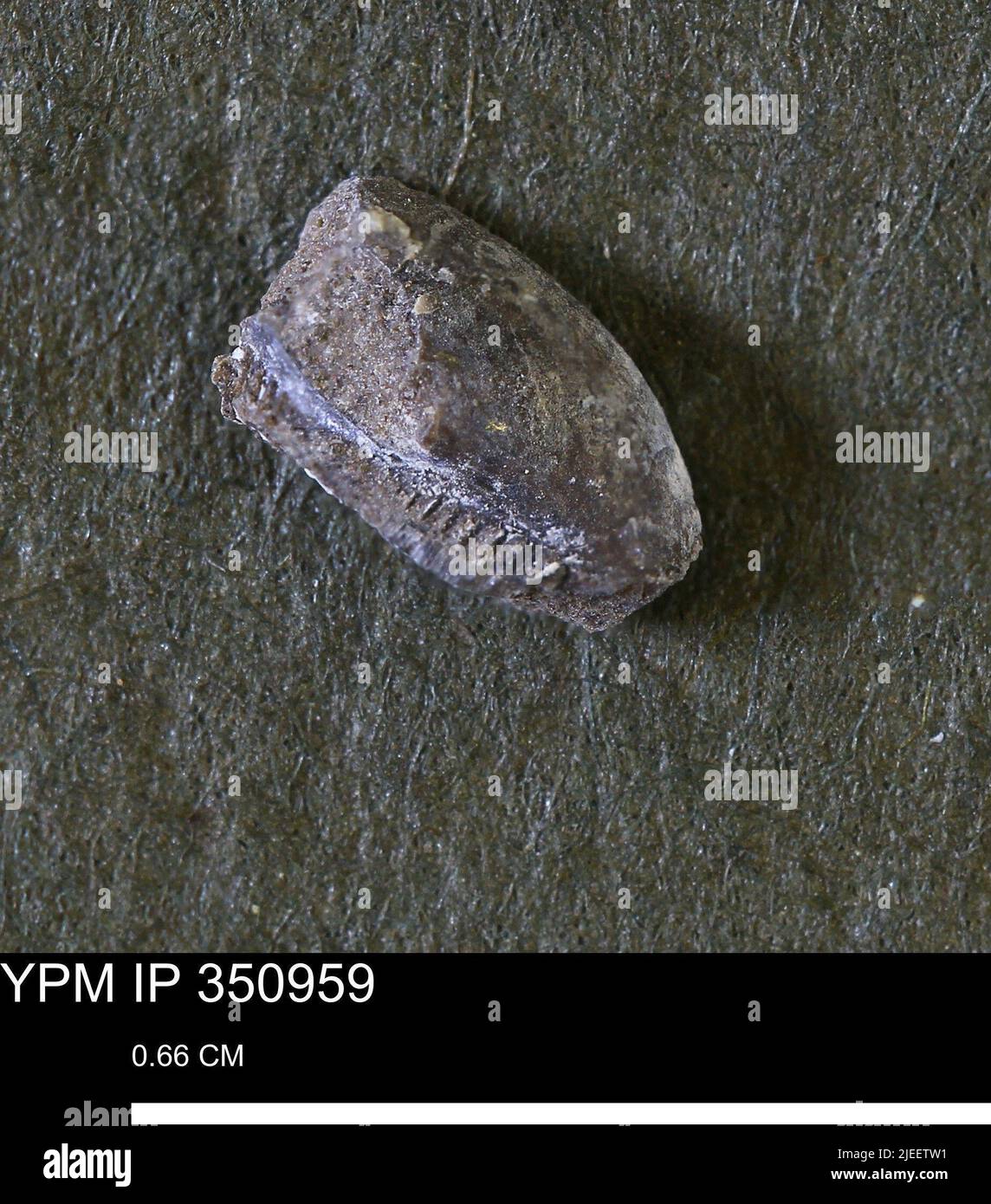 Undet bivalvia animalia hi-res stock photography and images - Alamy