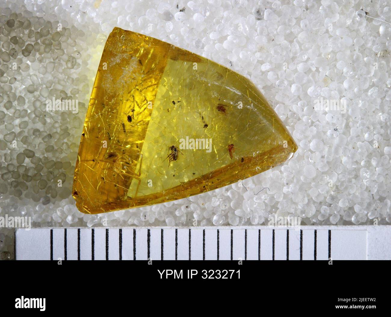 Undet araneae animalia hi-res stock photography and images - Alamy