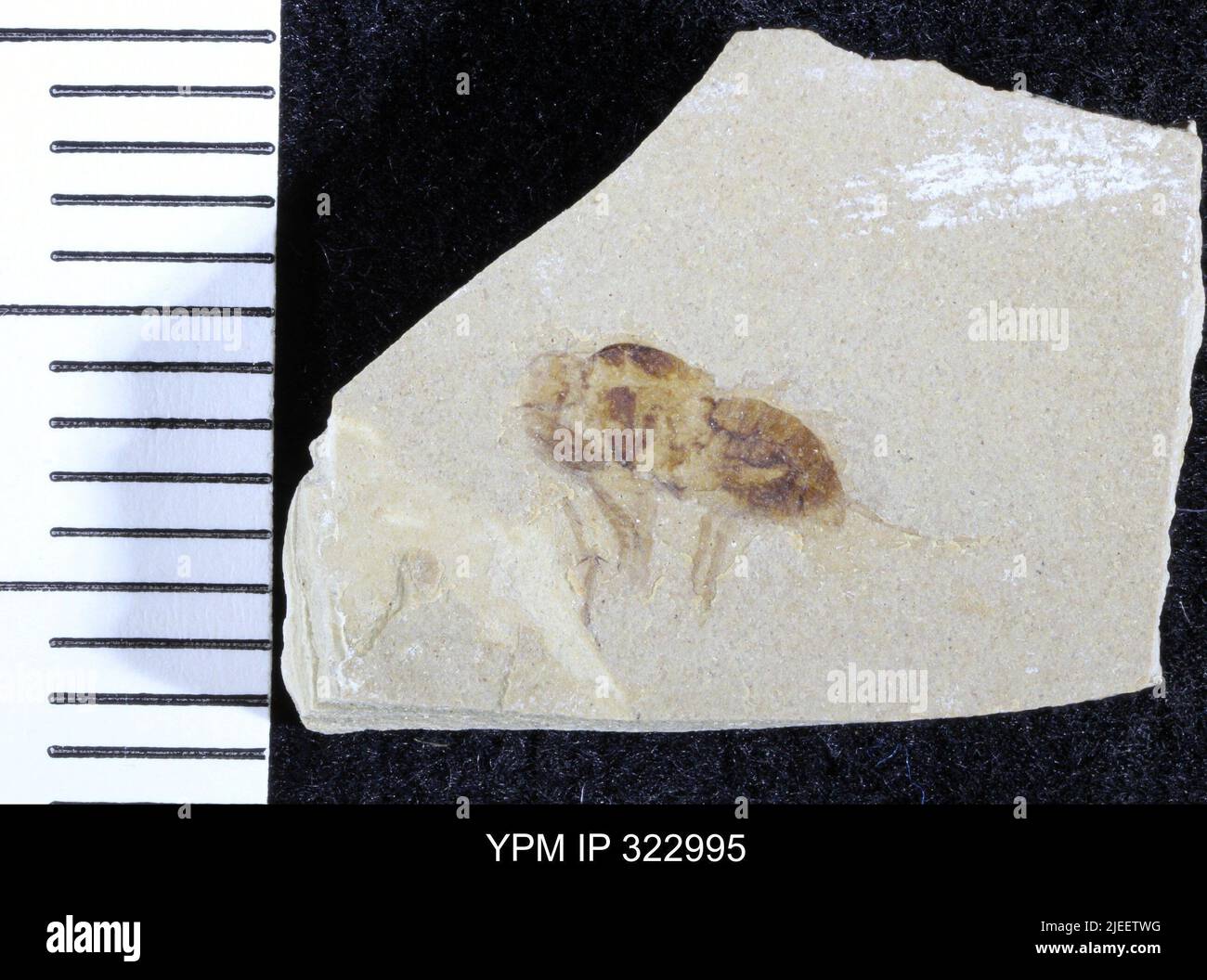 Sciomyza disjecta scudder hi-res stock photography and images - Alamy