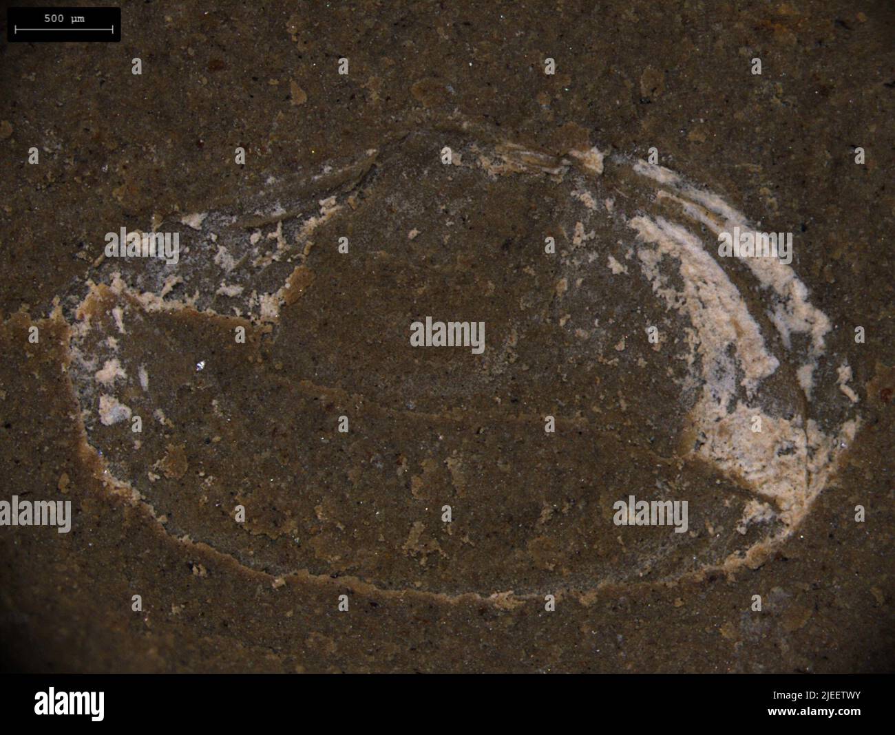 Stigall hi-res stock photography and images - Alamy