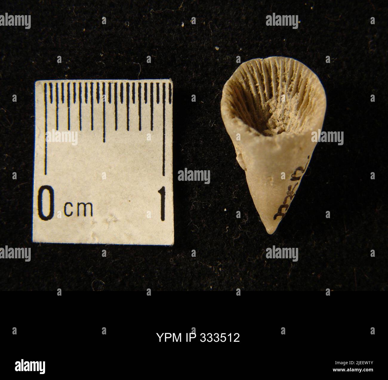 Fossil horn coral hi-res stock photography and images - Alamy