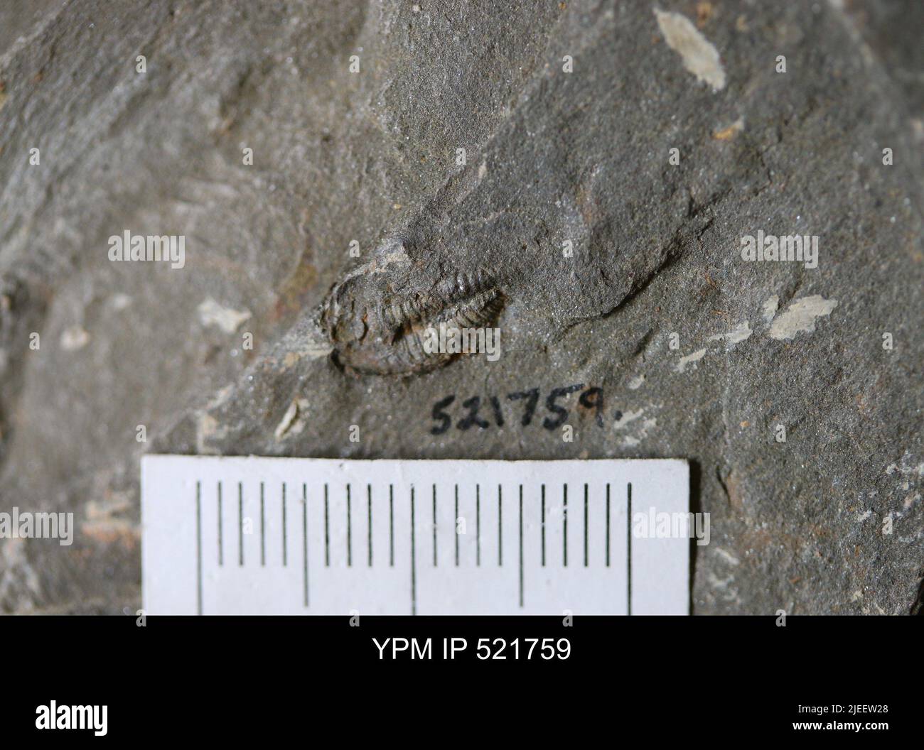 Exoskeletal morphology hi-res stock photography and images - Alamy