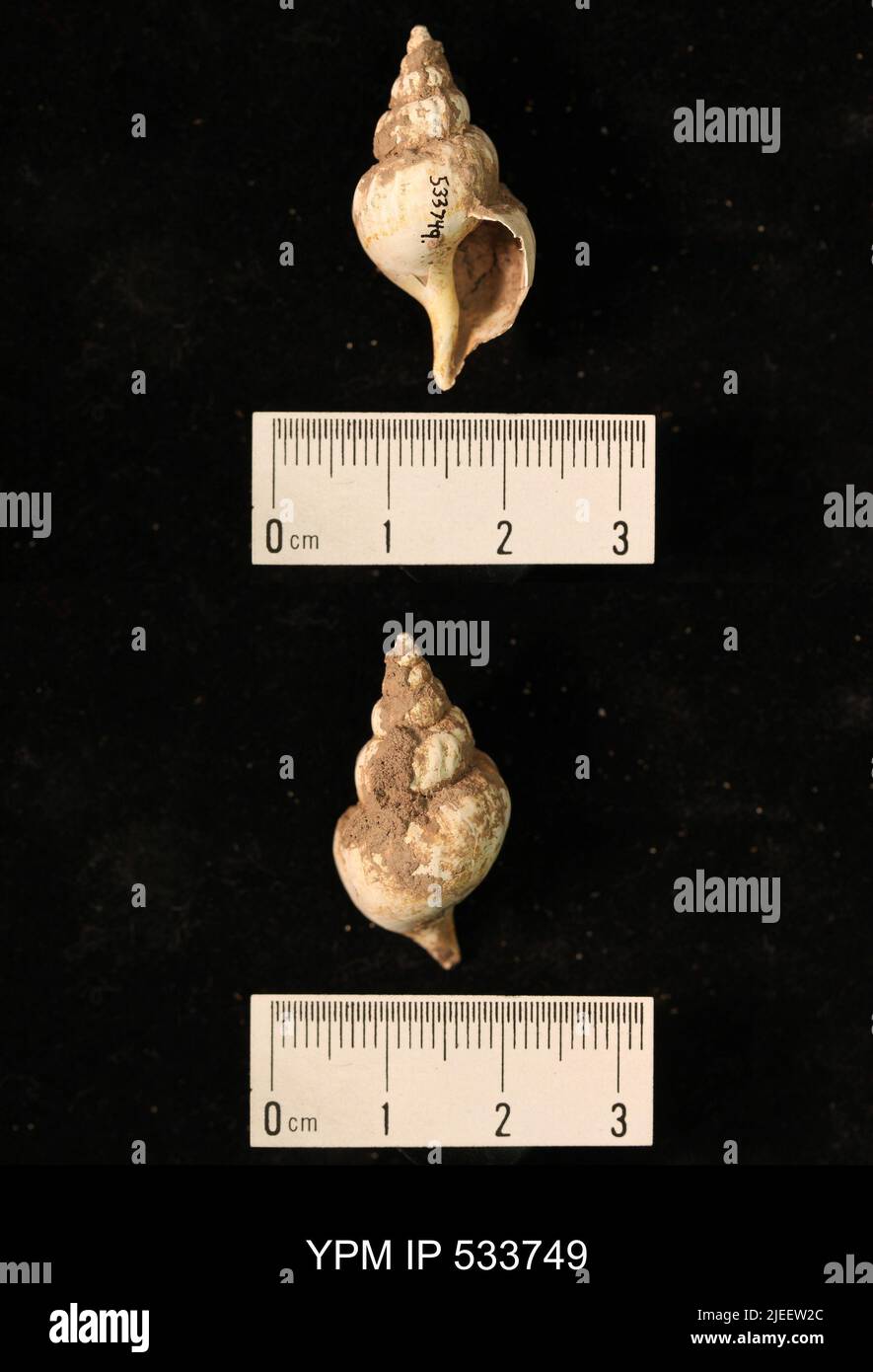 Kroyeri hi-res stock photography and images - Alamy