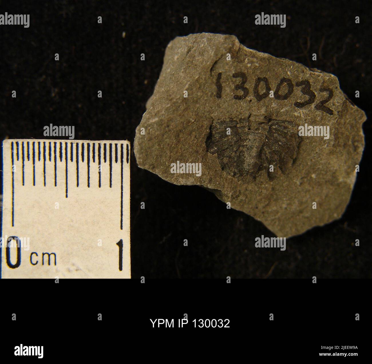 Greenops hi-res stock photography and images - Alamy