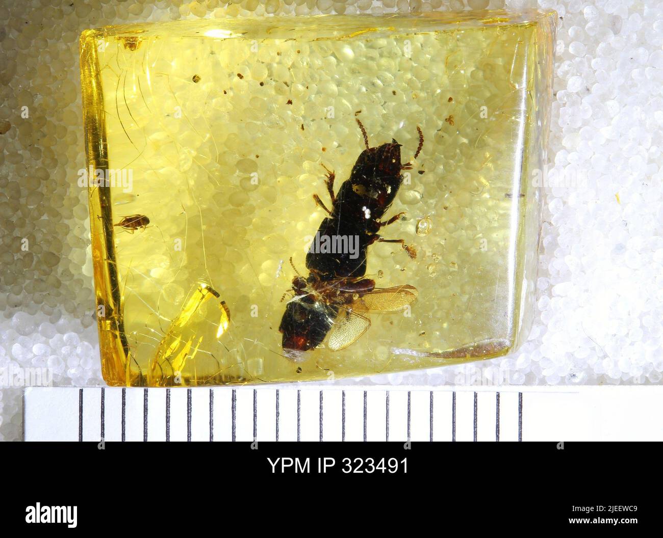 Cockroaches are insects of the order blattodea hi-res stock photography ...