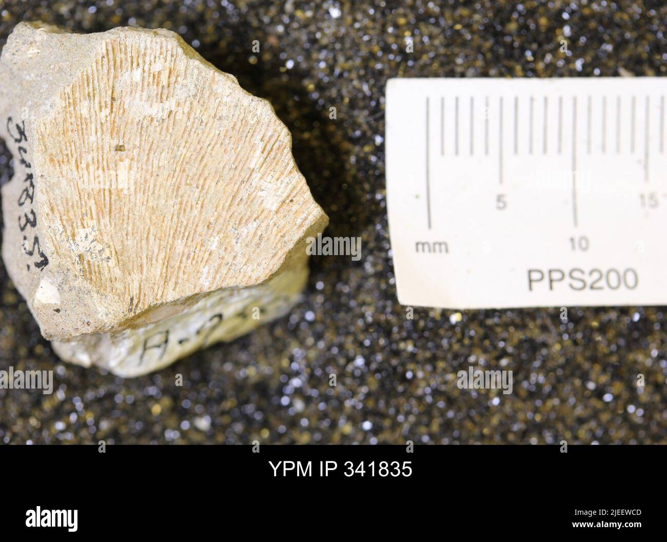 Undet ammonoidea animalia hi-res stock photography and images - Alamy