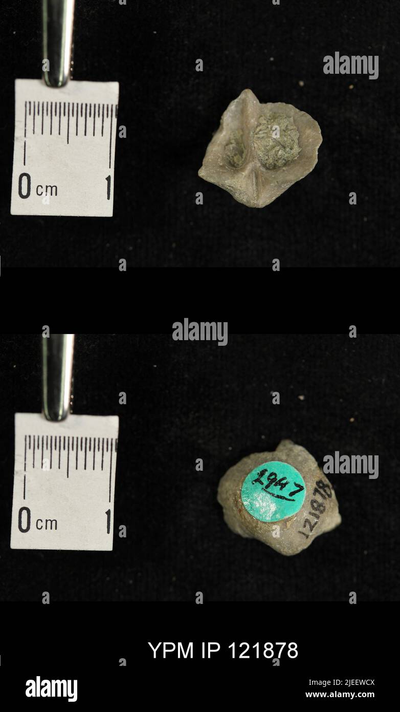 Pentamerida hi-res stock photography and images - Alamy