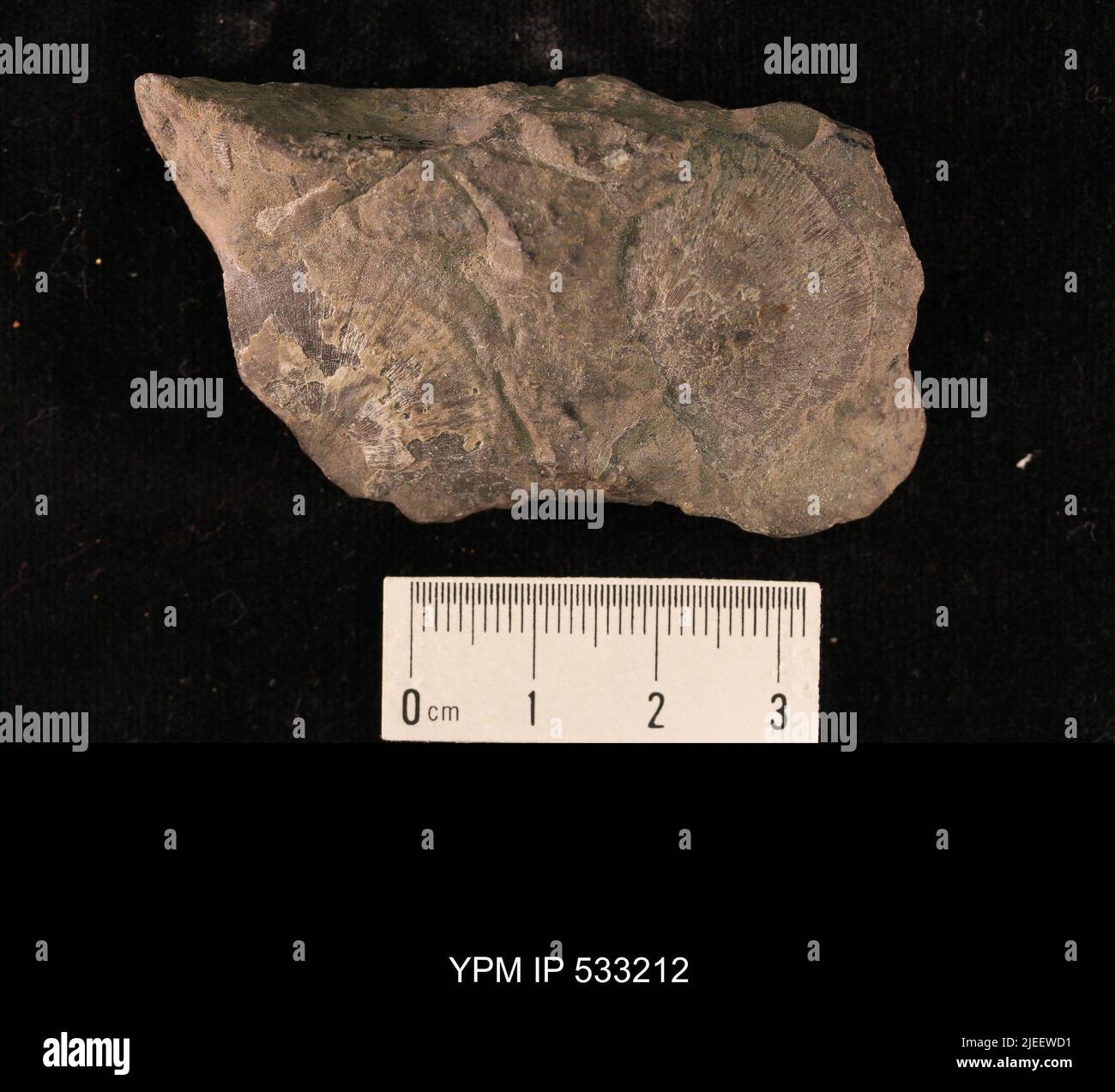 Strophomenida hi-res stock photography and images - Alamy