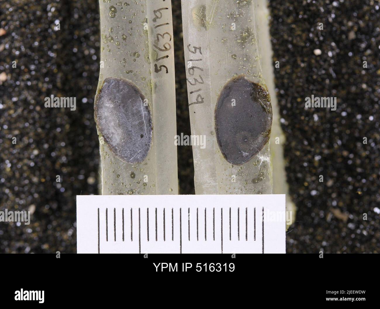 Hebertella vulgaris raymond animalia hi-res stock photography and ...