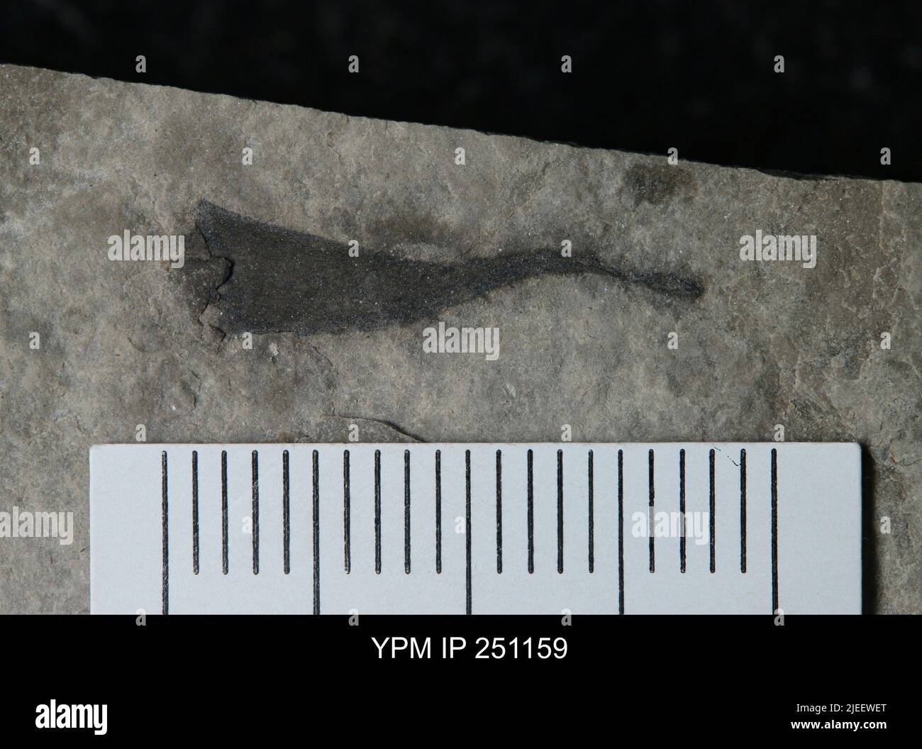 Cooksonia plants hi-res stock photography and images - Alamy