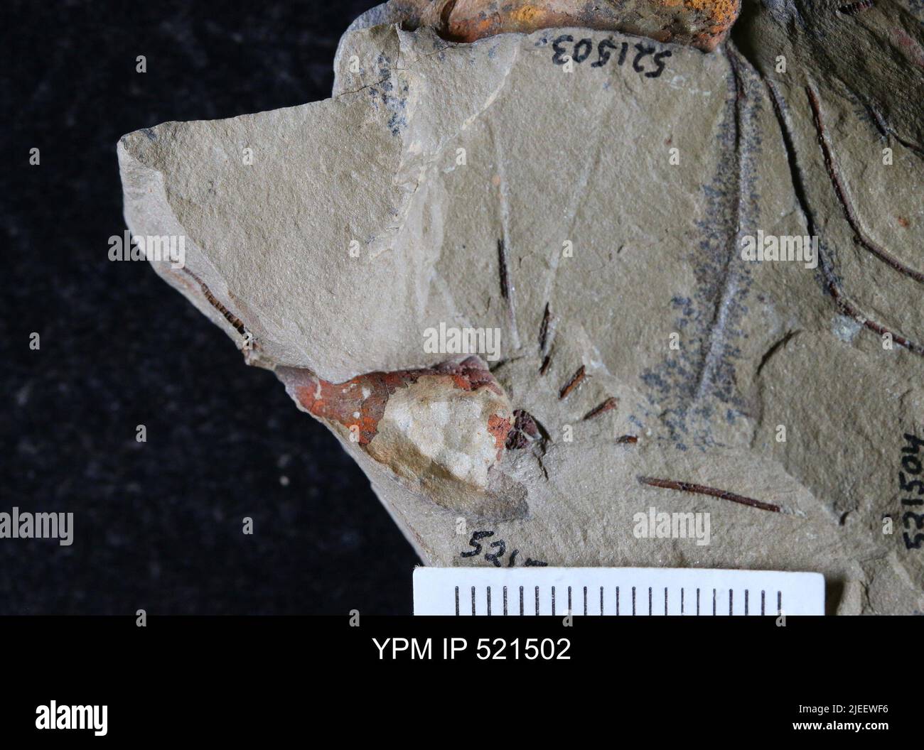 Undet eocrinoidea animalia hi-res stock photography and images - Alamy