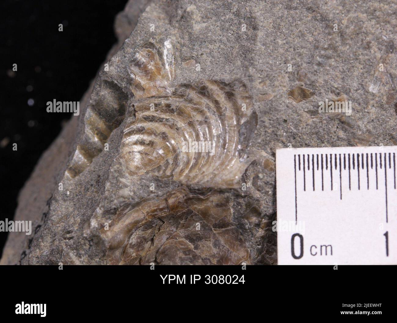 Inoceramus sp animalia hi-res stock photography and images - Alamy