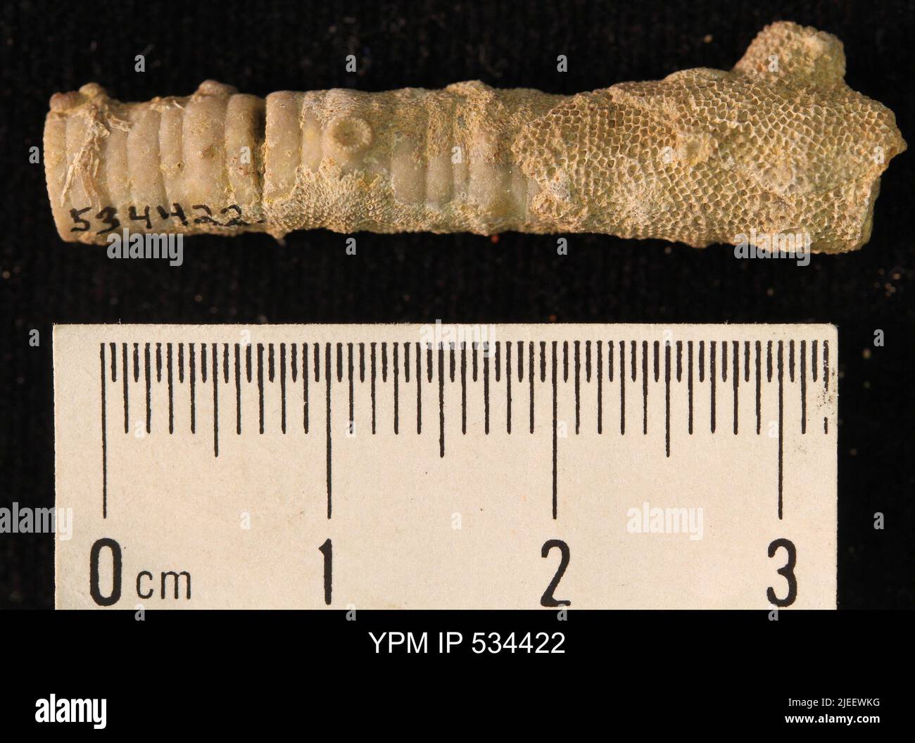Crinoidea deep hi-res stock photography and images - Alamy