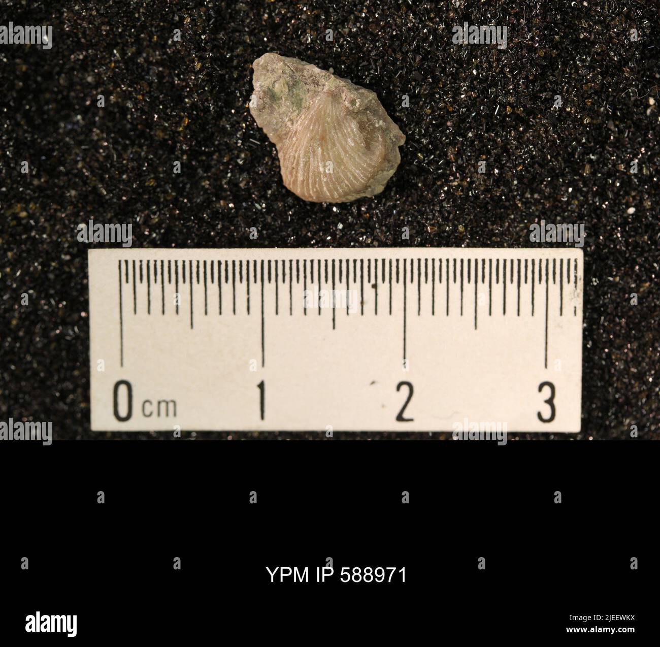 Dalmanella sp hi-res stock photography and images - Alamy