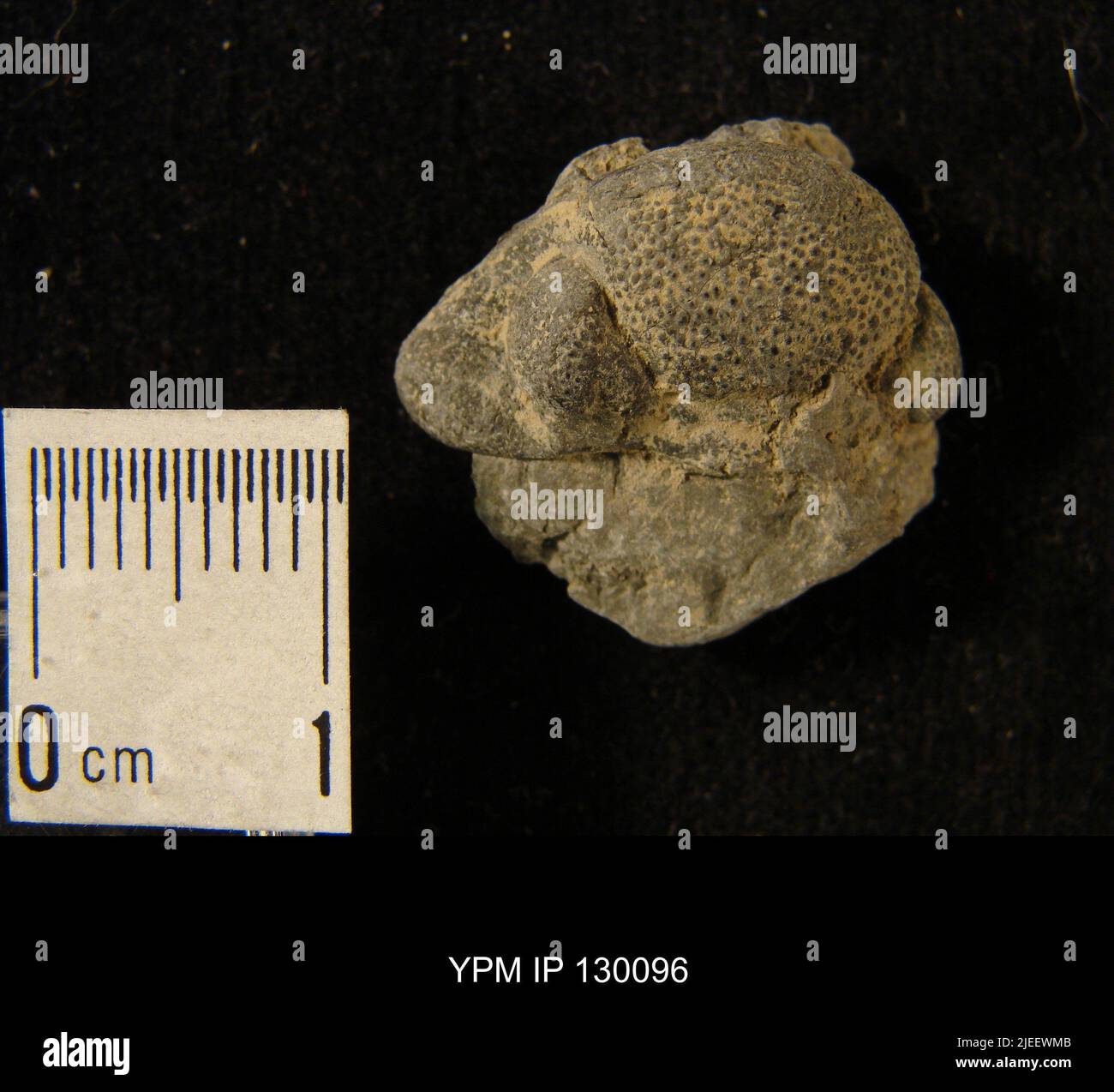 Eldredgeops rana (Green Stock Photo - Alamy