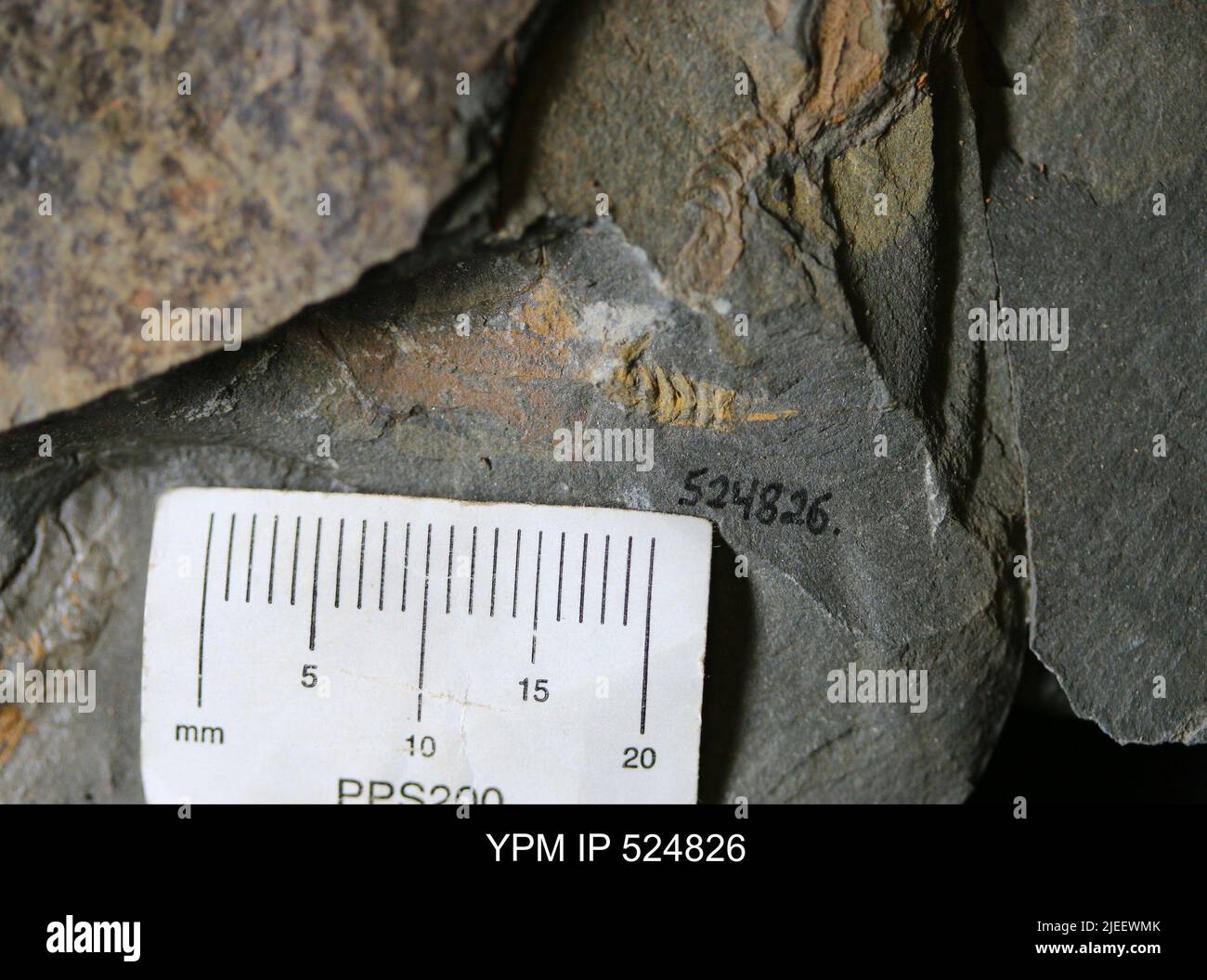 Cothurnocystis hi-res stock photography and images - Alamy