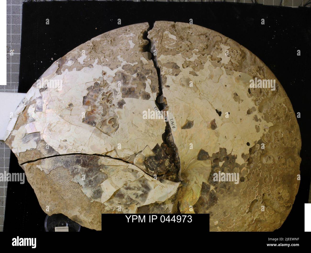 Sphenodiscus lenticularis (Owen Stock Photo - Alamy