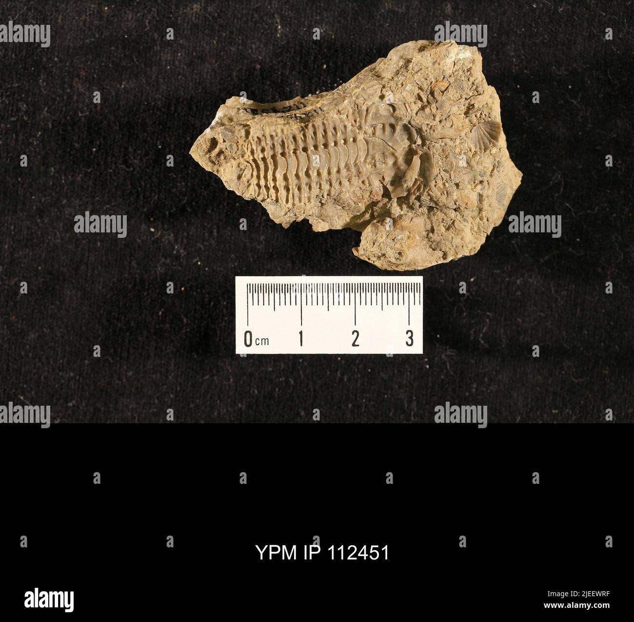 Ceraurus pleurexanthemus green hi-res stock photography and images - Alamy