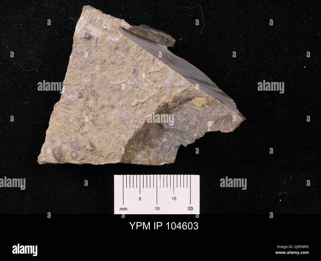 Nematopora lineata animalia hi-res stock photography and images - Alamy