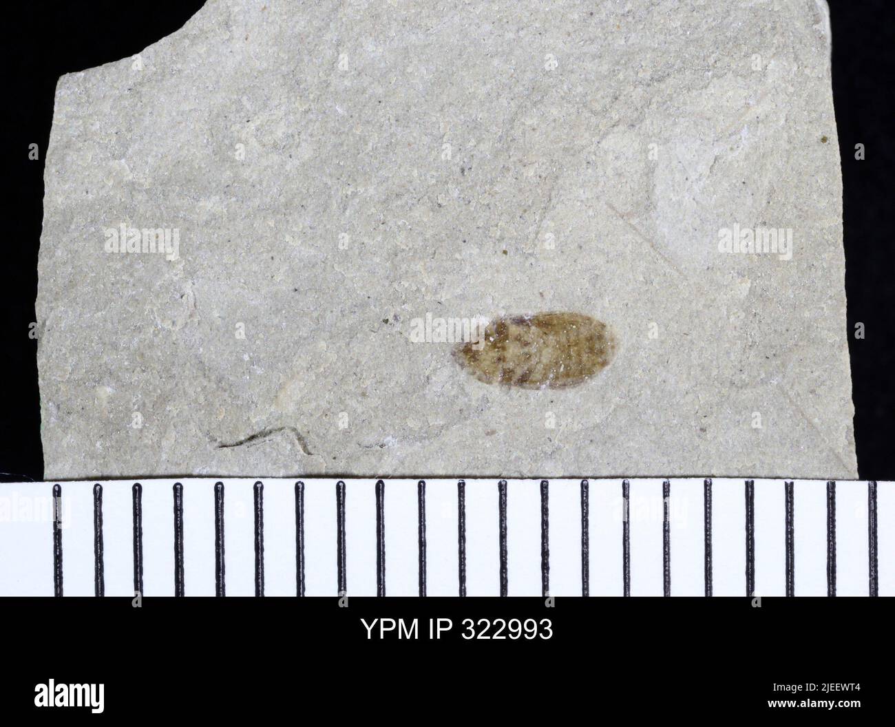 Stenopelta punctulata scudder hi-res stock photography and images - Alamy