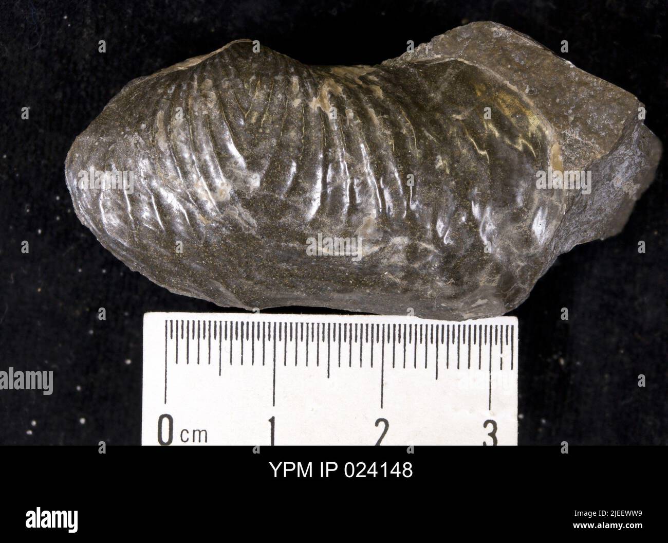 Goniomya hi-res stock photography and images - Alamy