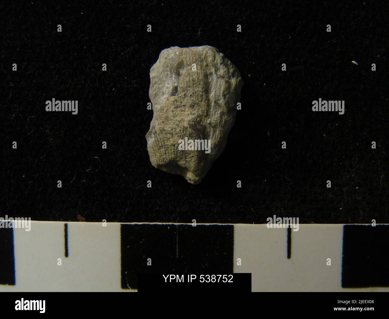 Lamp shells brachiopoda hi-res stock photography and images - Alamy