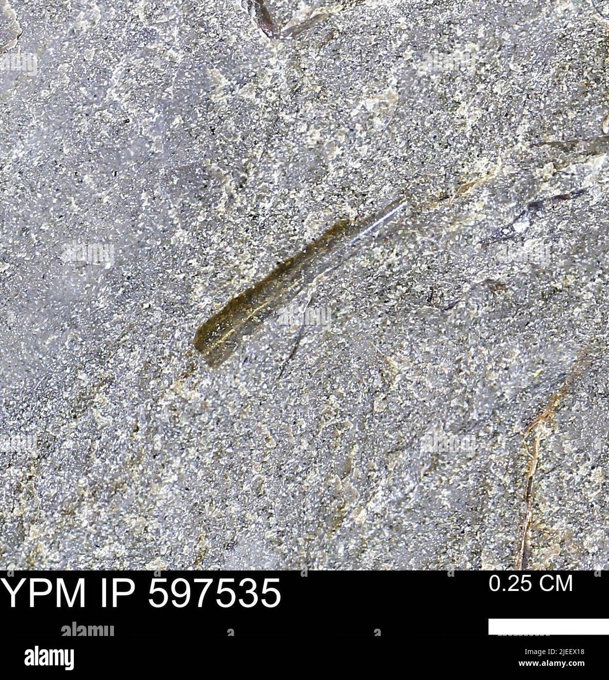 Scaphopoda hi-res stock photography and images - Alamy