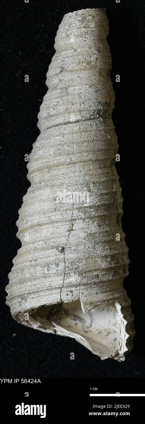 Turritella sp animalia hi-res stock photography and images - Alamy