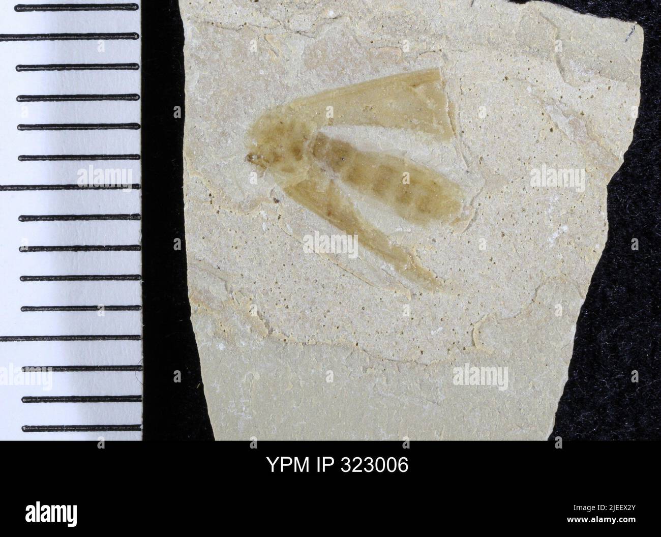 Bracon hi-res stock photography and images - Alamy