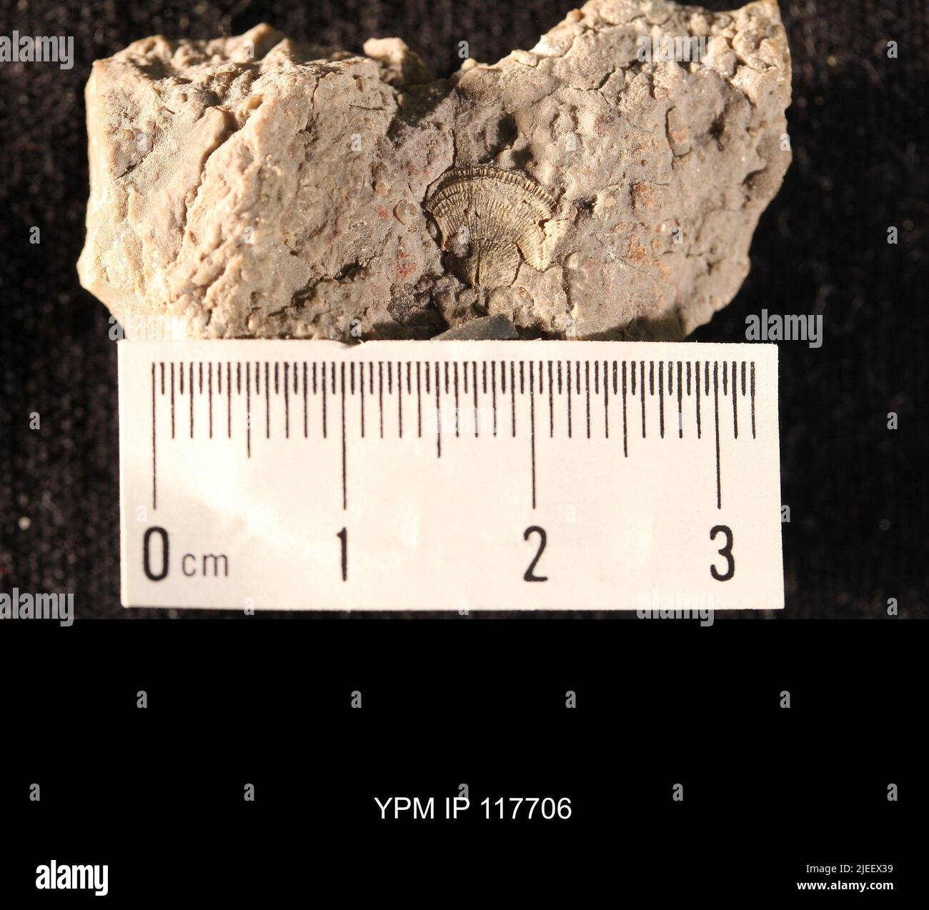 Rhipidomella sp. d'Orbigny Stock Photo - Alamy