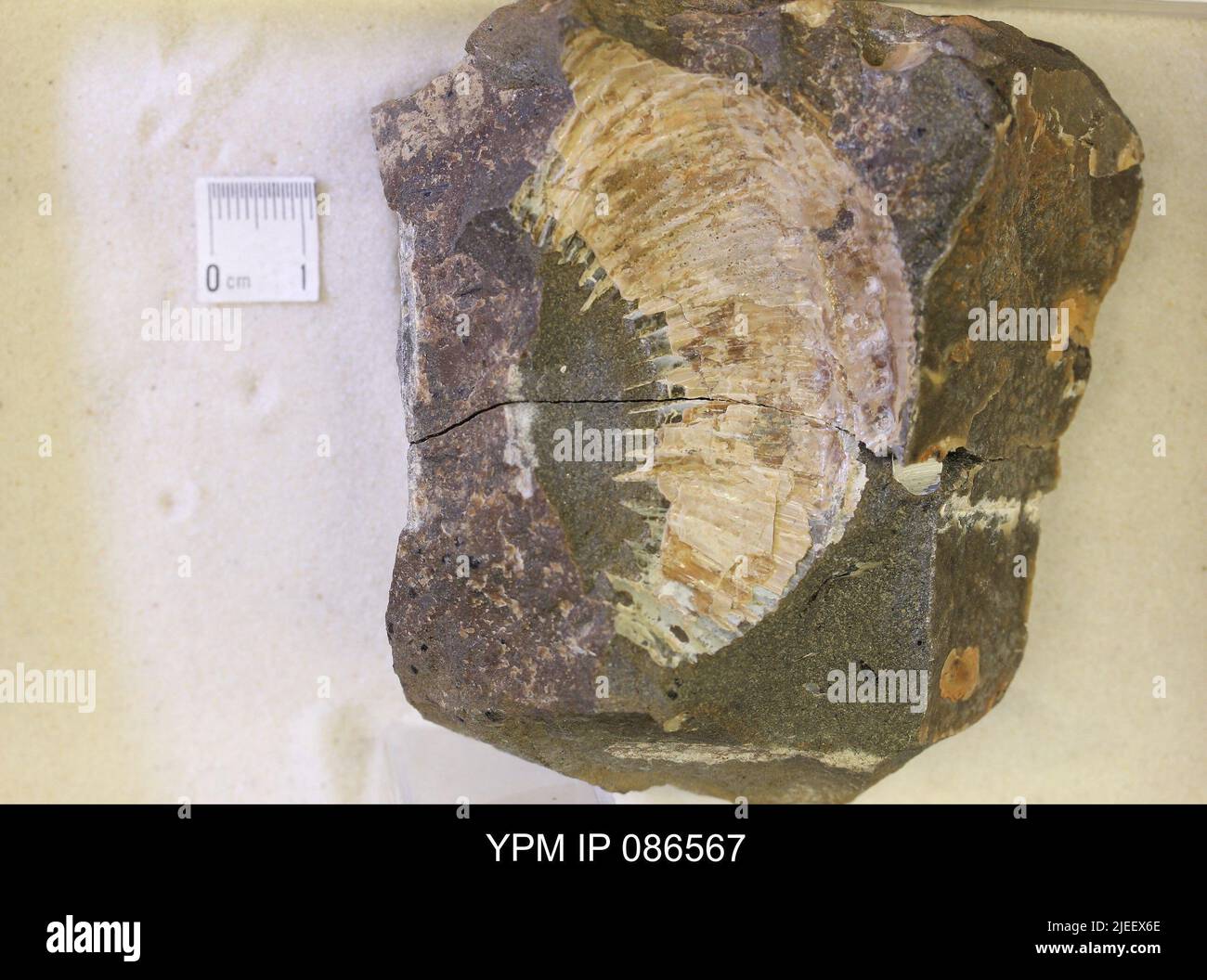 Ammonites morphology hi-res stock photography and images - Alamy