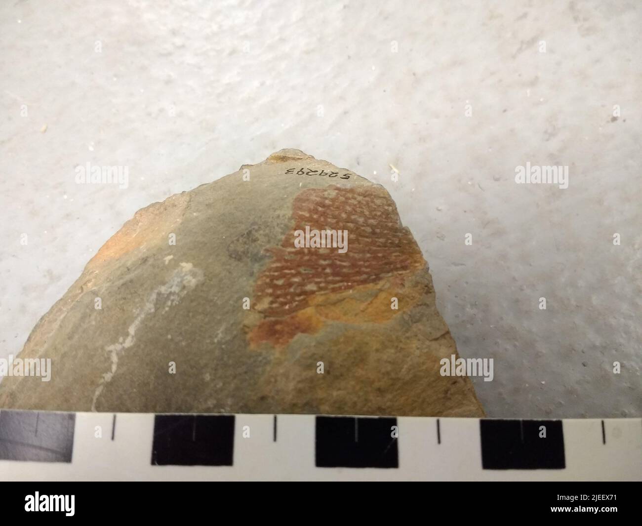 Dendroidea hi-res stock photography and images - Alamy