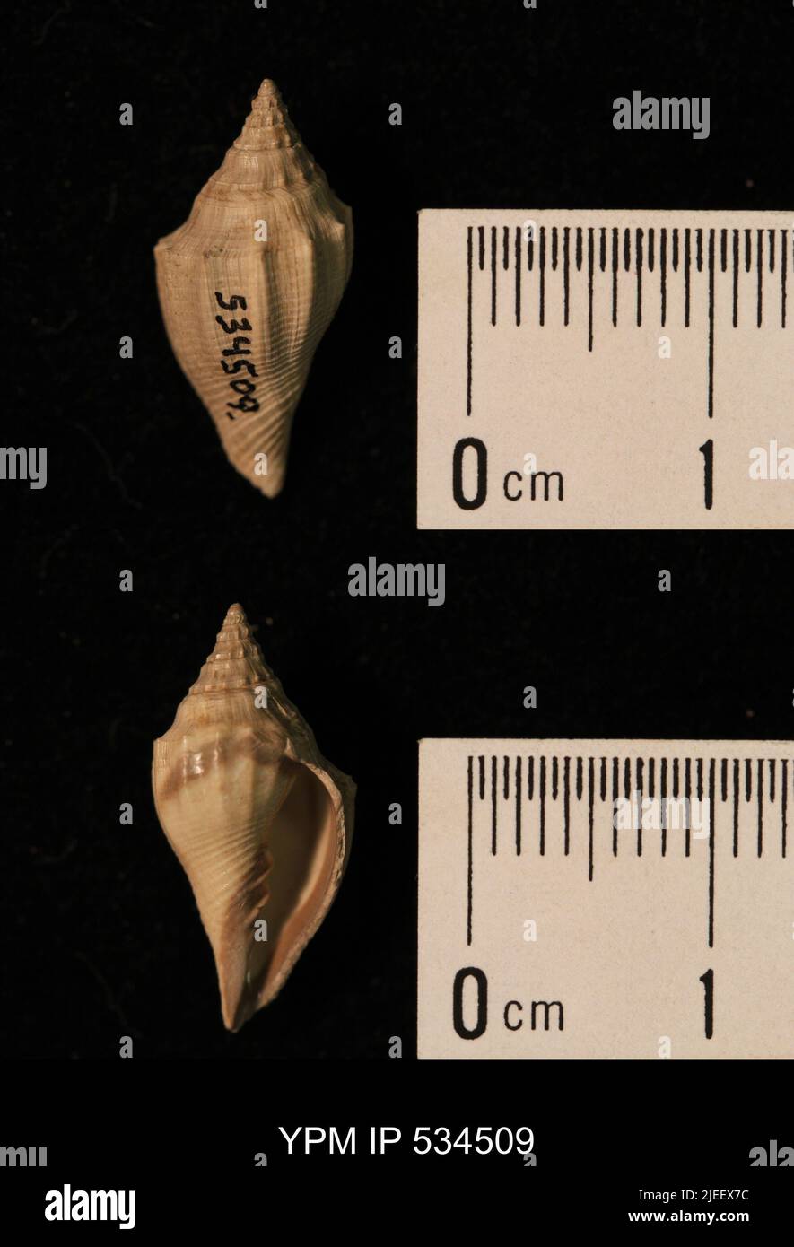 1833 animalia hi-res stock photography and images - Alamy