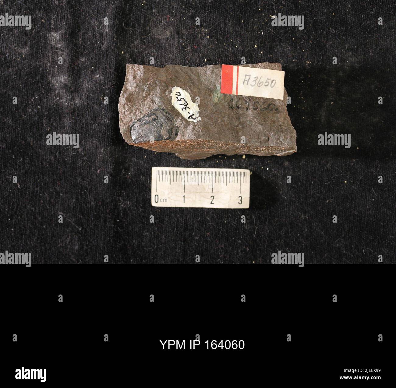 Lingula fossil hi-res stock photography and images - Alamy