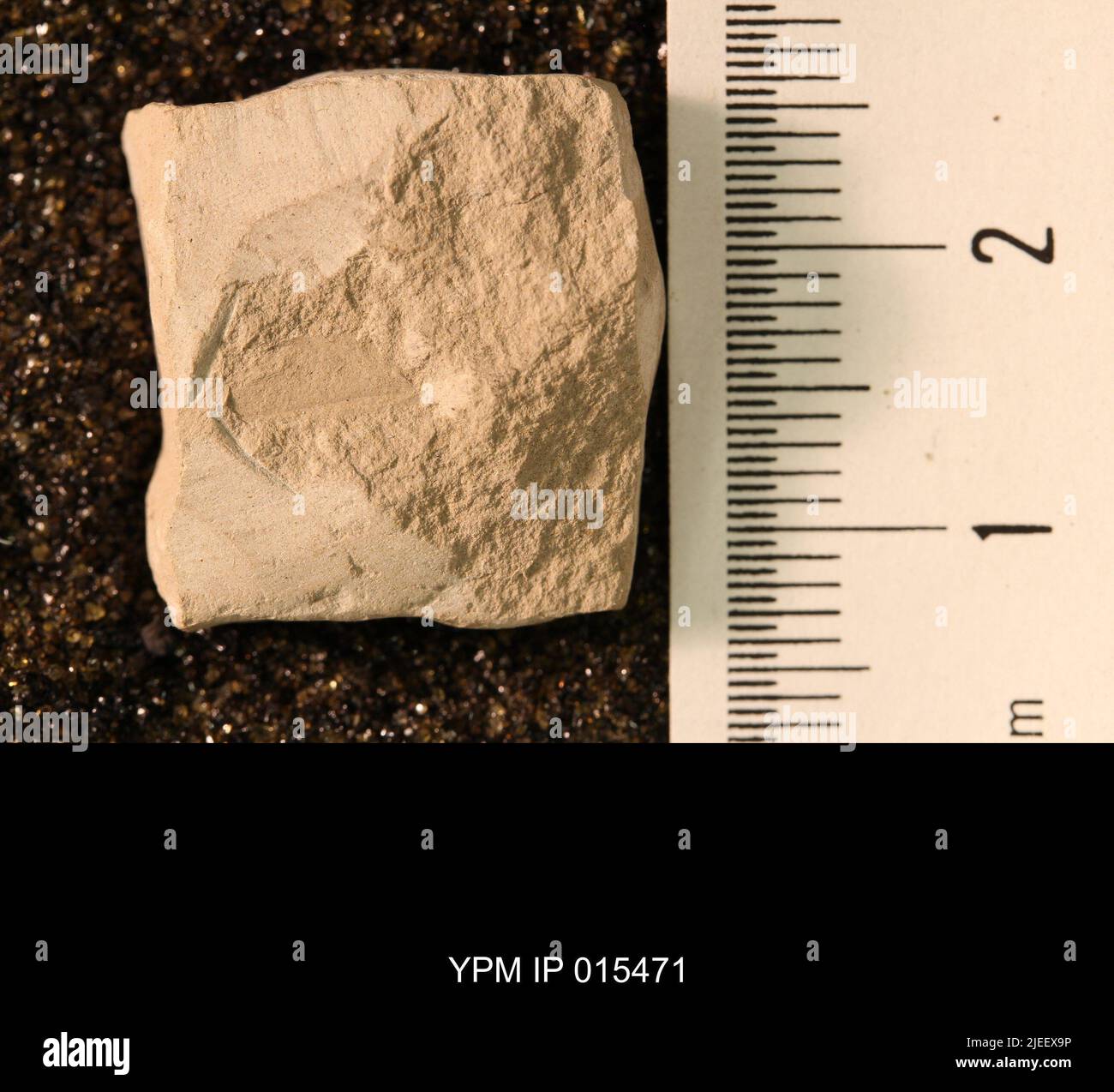 Probnis speciosa Sellards. IPC.01784: Kansas. Dickinson County. near ...